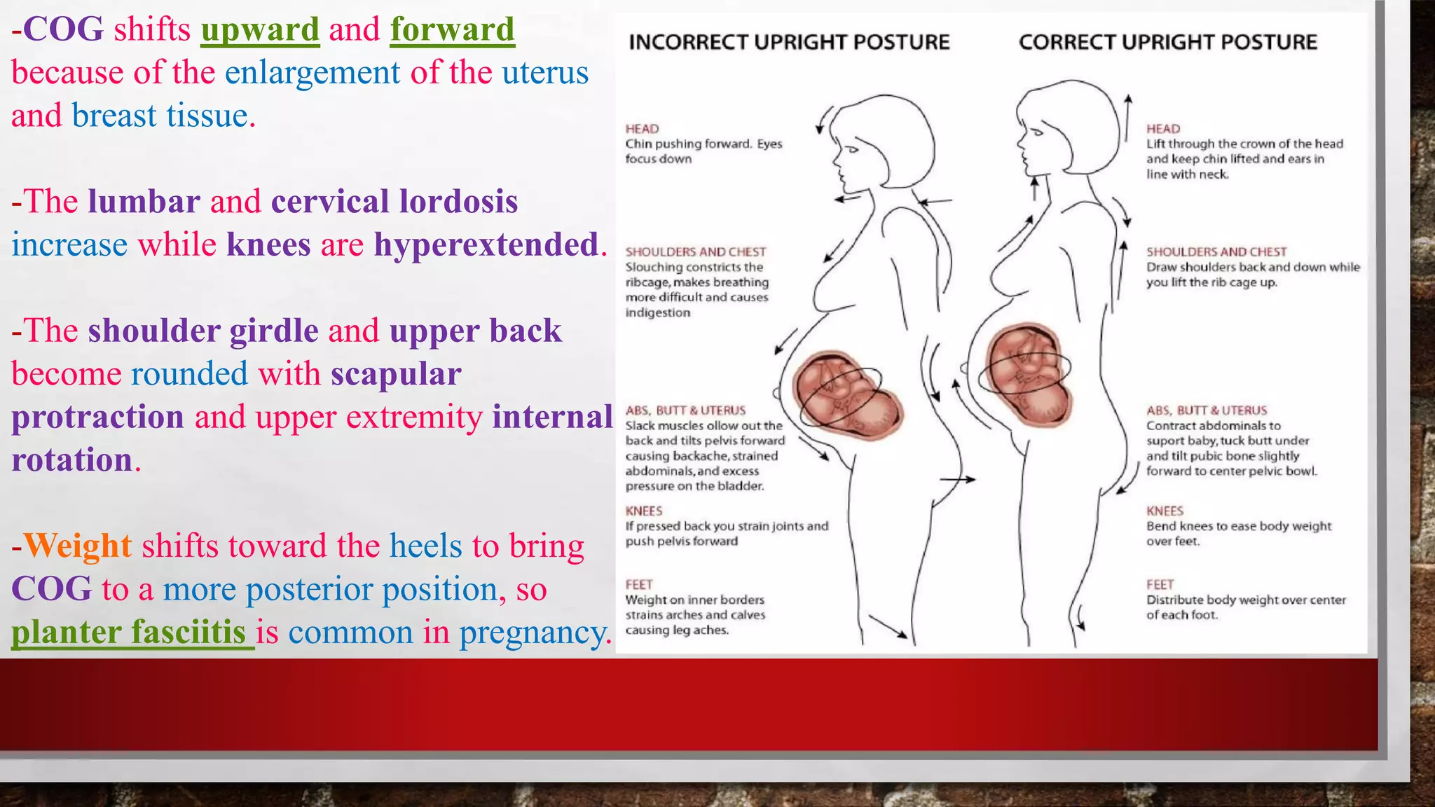 Maternal anatomical, physiological and biomechanical changes during pregnancy | PDF