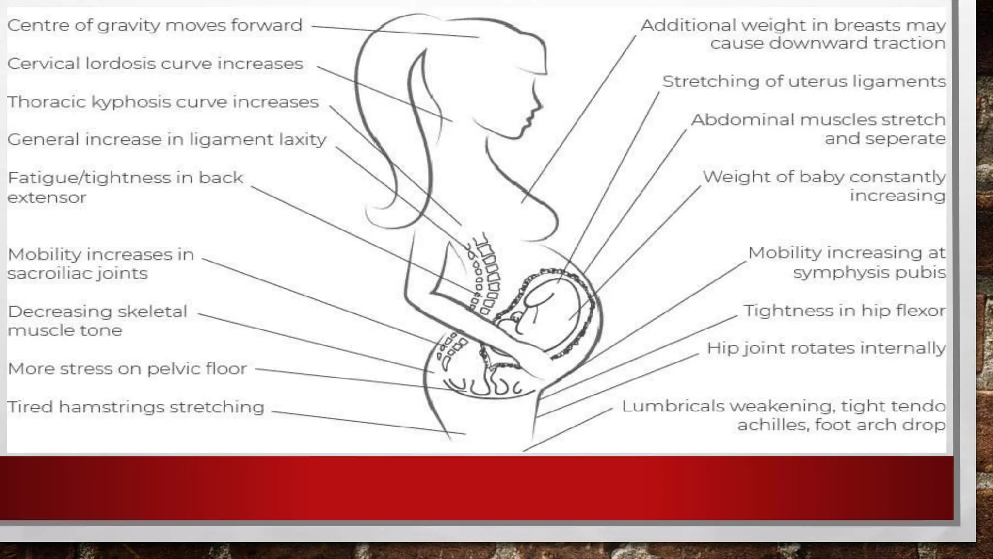 Maternal anatomical, physiological and biomechanical changes during pregnancy | PDF