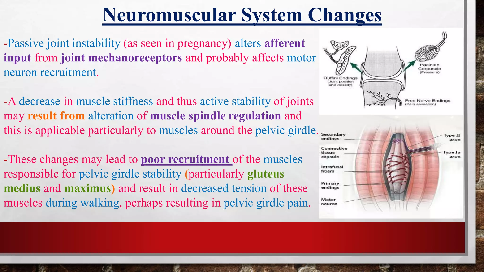 Maternal anatomical, physiological and biomechanical changes during pregnancy | PDF