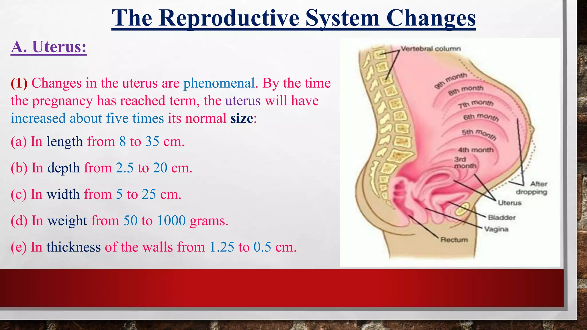 Maternal anatomical, physiological and biomechanical changes during pregnancy | PDF