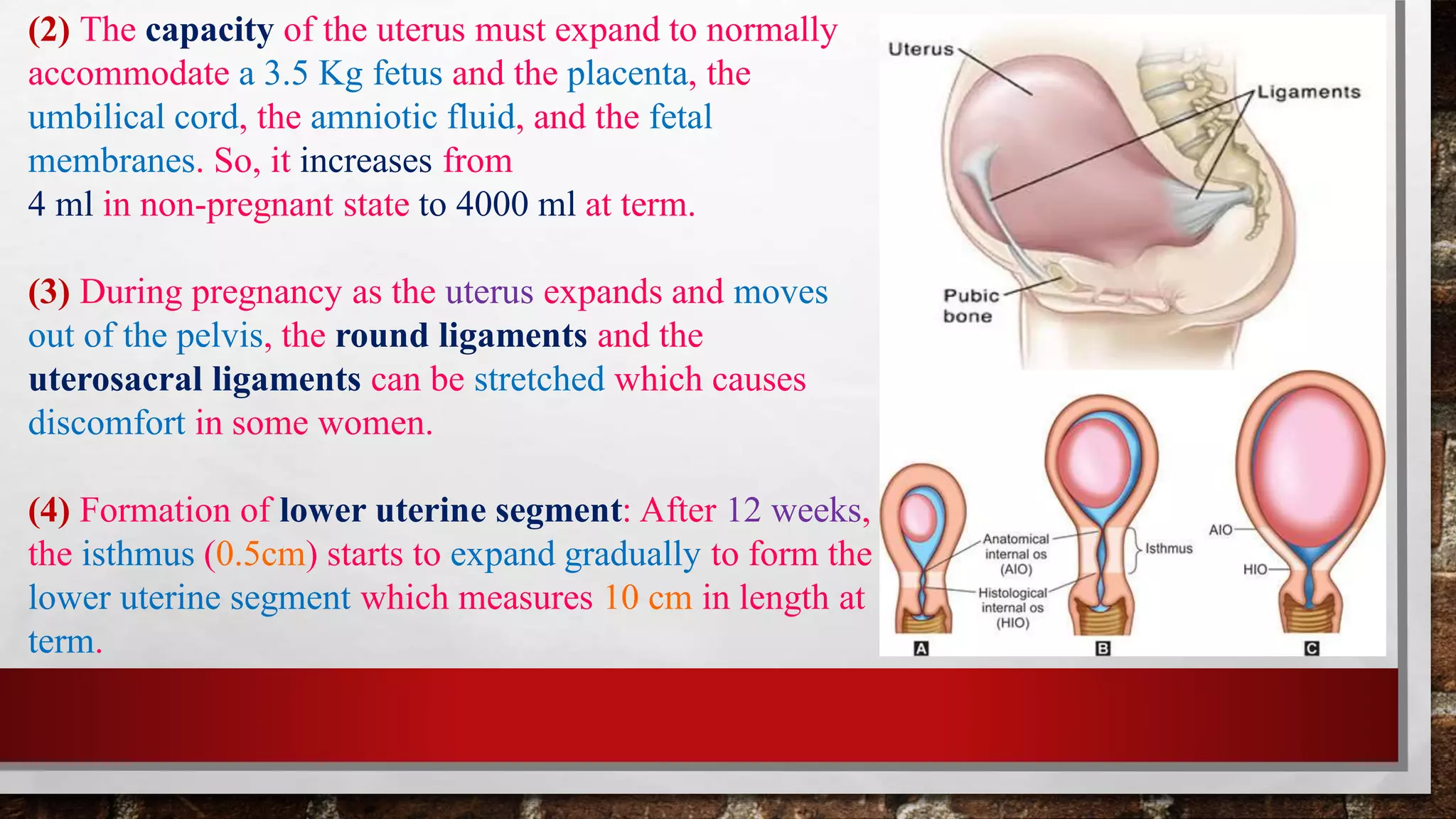 Maternal anatomical, physiological and biomechanical changes during pregnancy | PDF