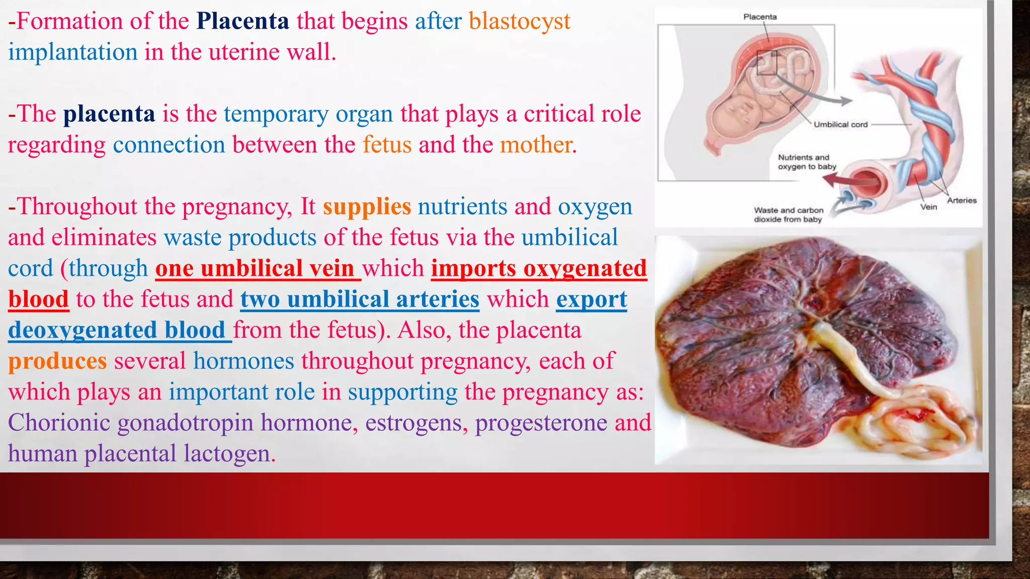 Maternal anatomical, physiological and biomechanical changes during pregnancy | PDF