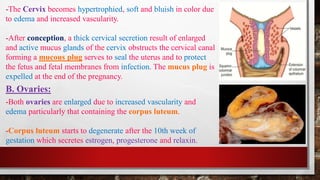 Maternal anatomical, physiological and biomechanical changes during pregnancy | PDF