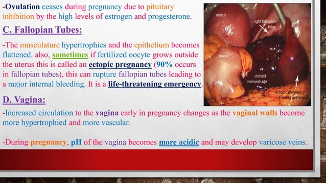 Maternal anatomical, physiological and biomechanical changes during ...