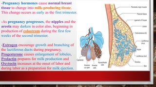 Maternal anatomical, physiological and biomechanical changes during pregnancy | PDF