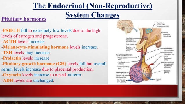 Maternal anatomical, physiological and biomechanical changes during ...