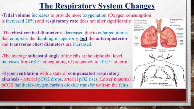 Maternal anatomical, physiological and biomechanical changes during pregnancy | PDF | Pregnancy ...