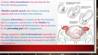 Maternal anatomical, physiological and biomechanical changes during ...