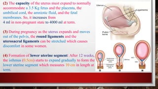 Maternal anatomical, physiological and biomechanical changes during pregnancy | PDF
