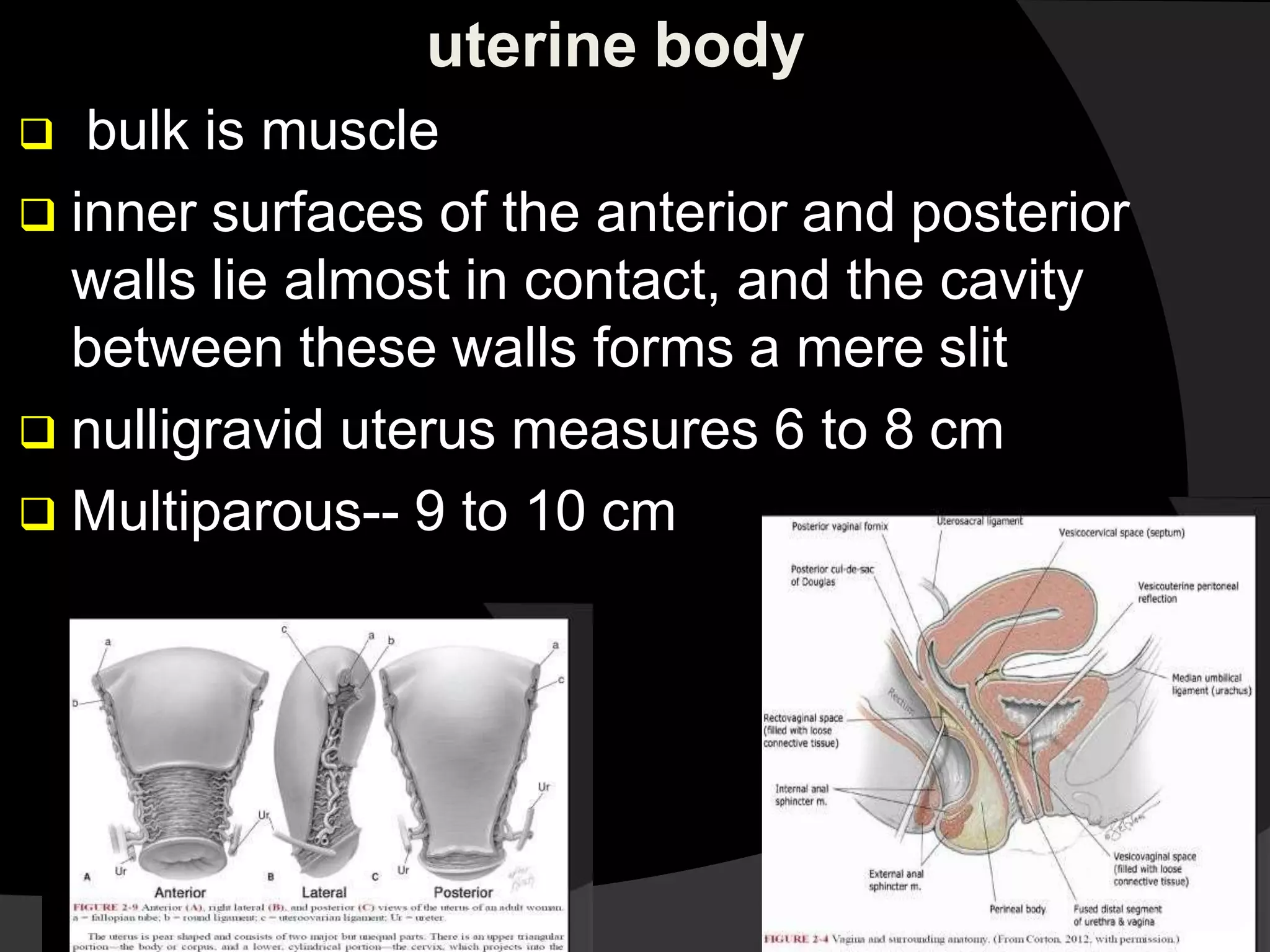 MATERNAL ANATOMY.pptx