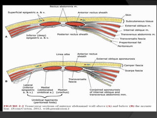 MATERNAL ANATOMY.pptx