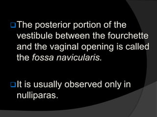 MATERNAL ANATOMY.pptx