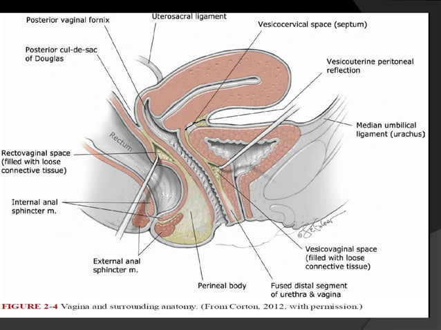 Details descriptions about MATERNAL ANATOMY.pptx