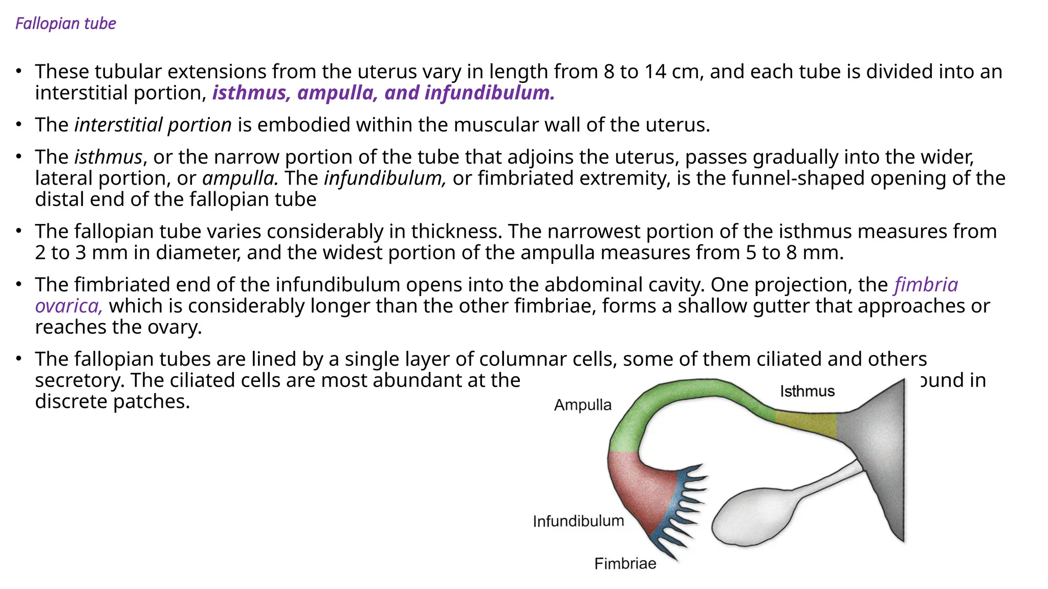 maternal anatomy .pptx. . | PPTX
