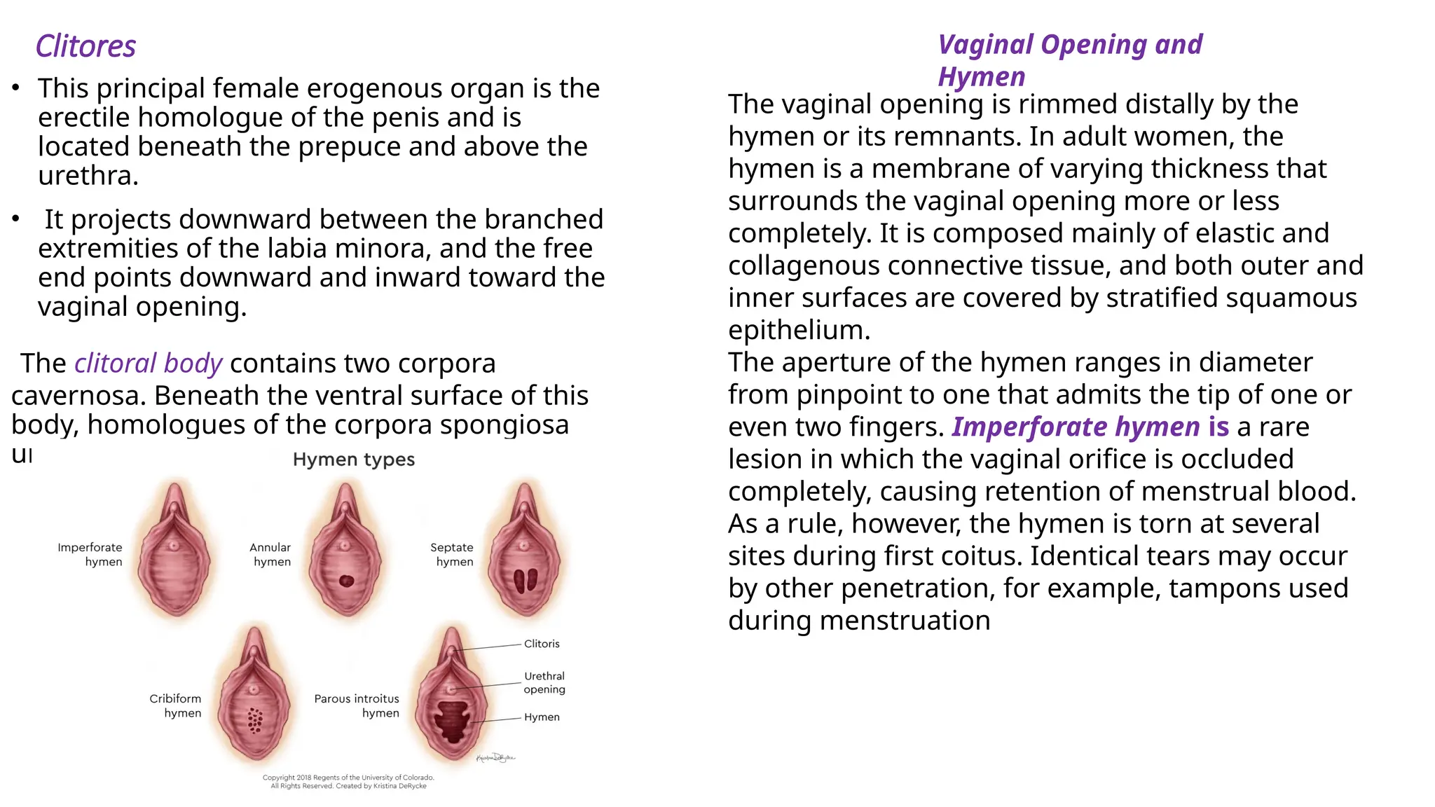 maternal anatomy .pptx. . | PPTX