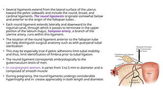 maternal anatomy .pptx. . | PPTX