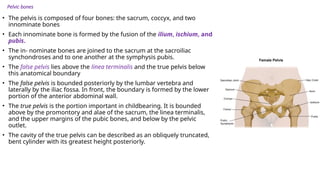 maternal anatomy .pptx. . | PPTX