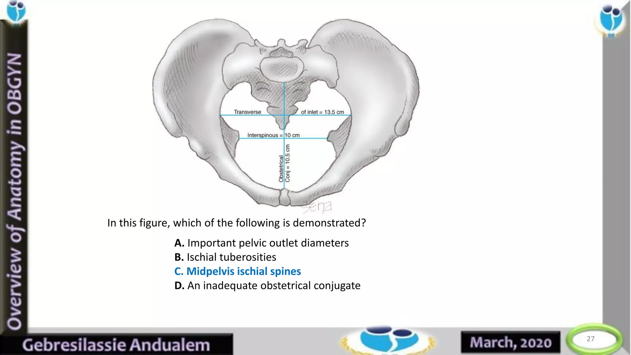Maternal anatomy, 2019 | PDF