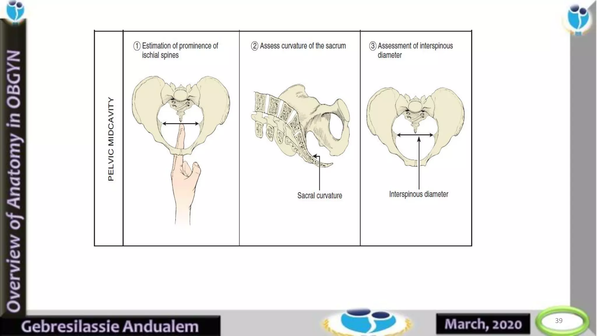 Maternal anatomy, 2019 | PDF