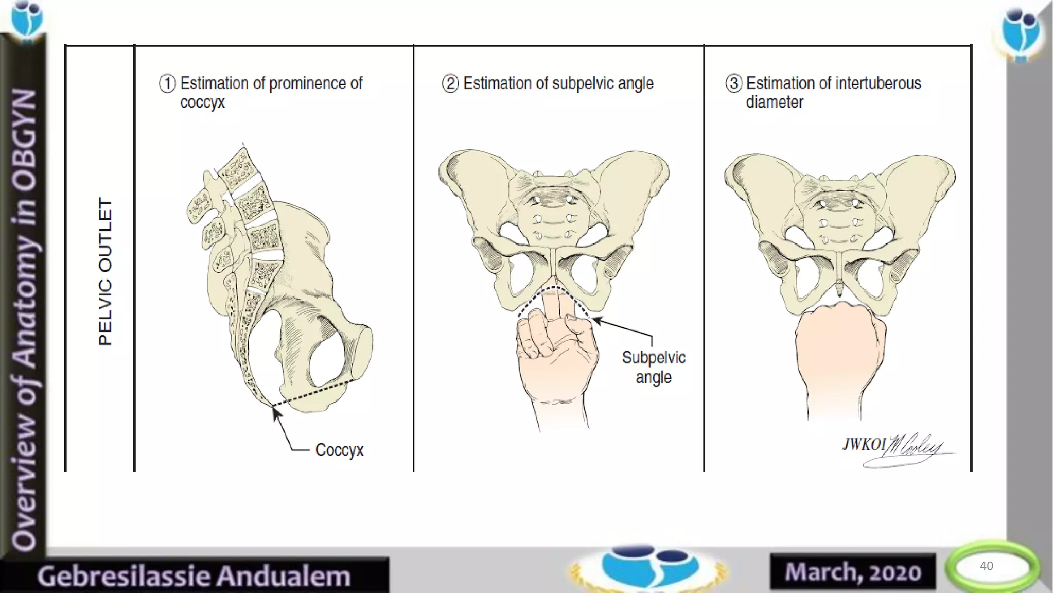 Maternal anatomy, 2019 | PDF