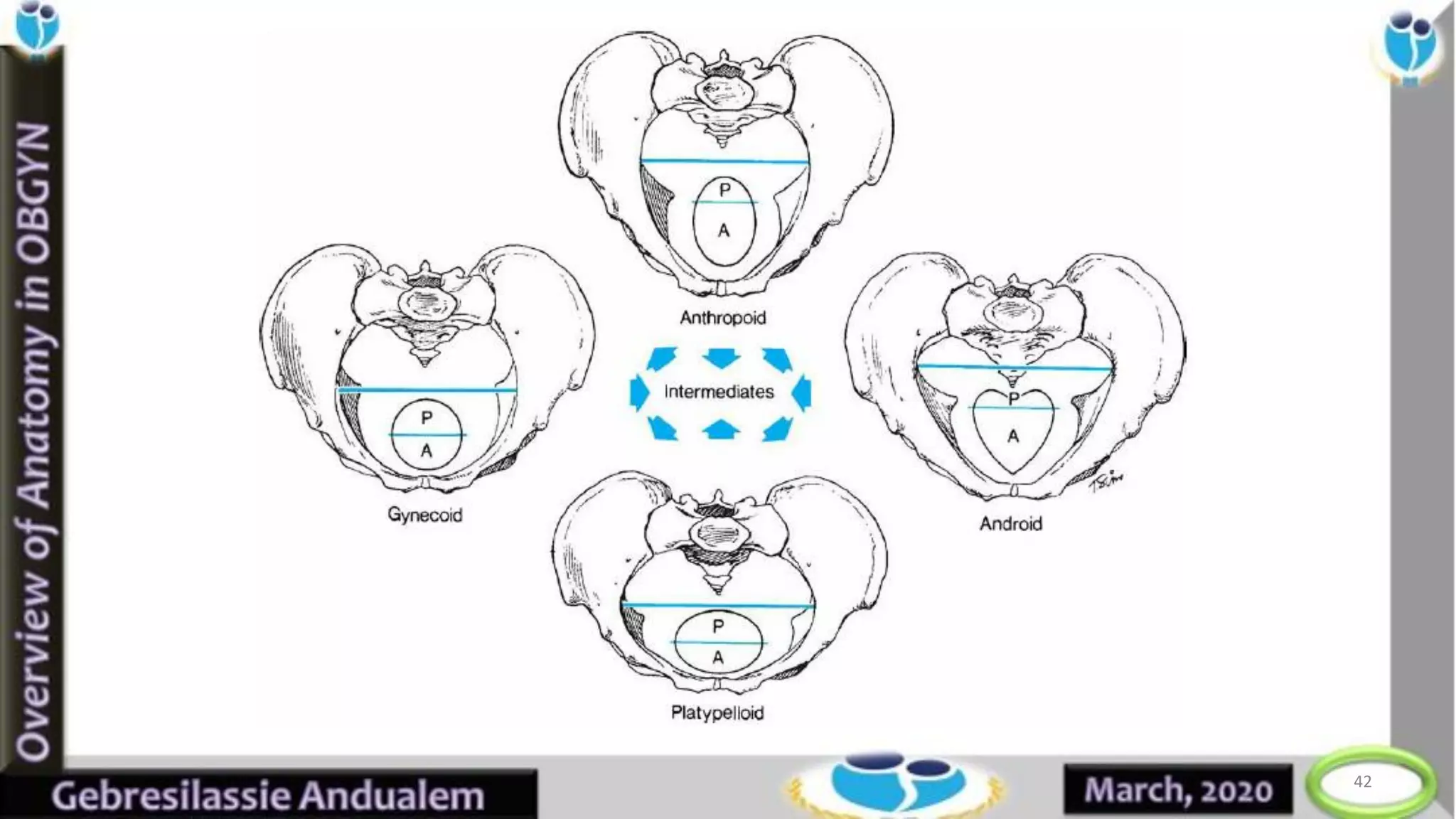 Maternal anatomy, 2019 | PDF