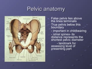 Maternal Anatomy And Physiology | PPT