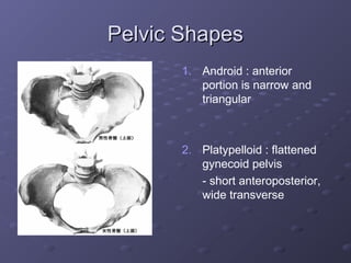 Maternal Anatomy And Physiology | PPT