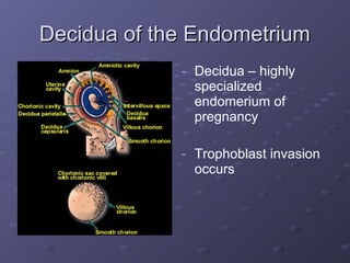 Maternal Anatomy And Physiology | PPT