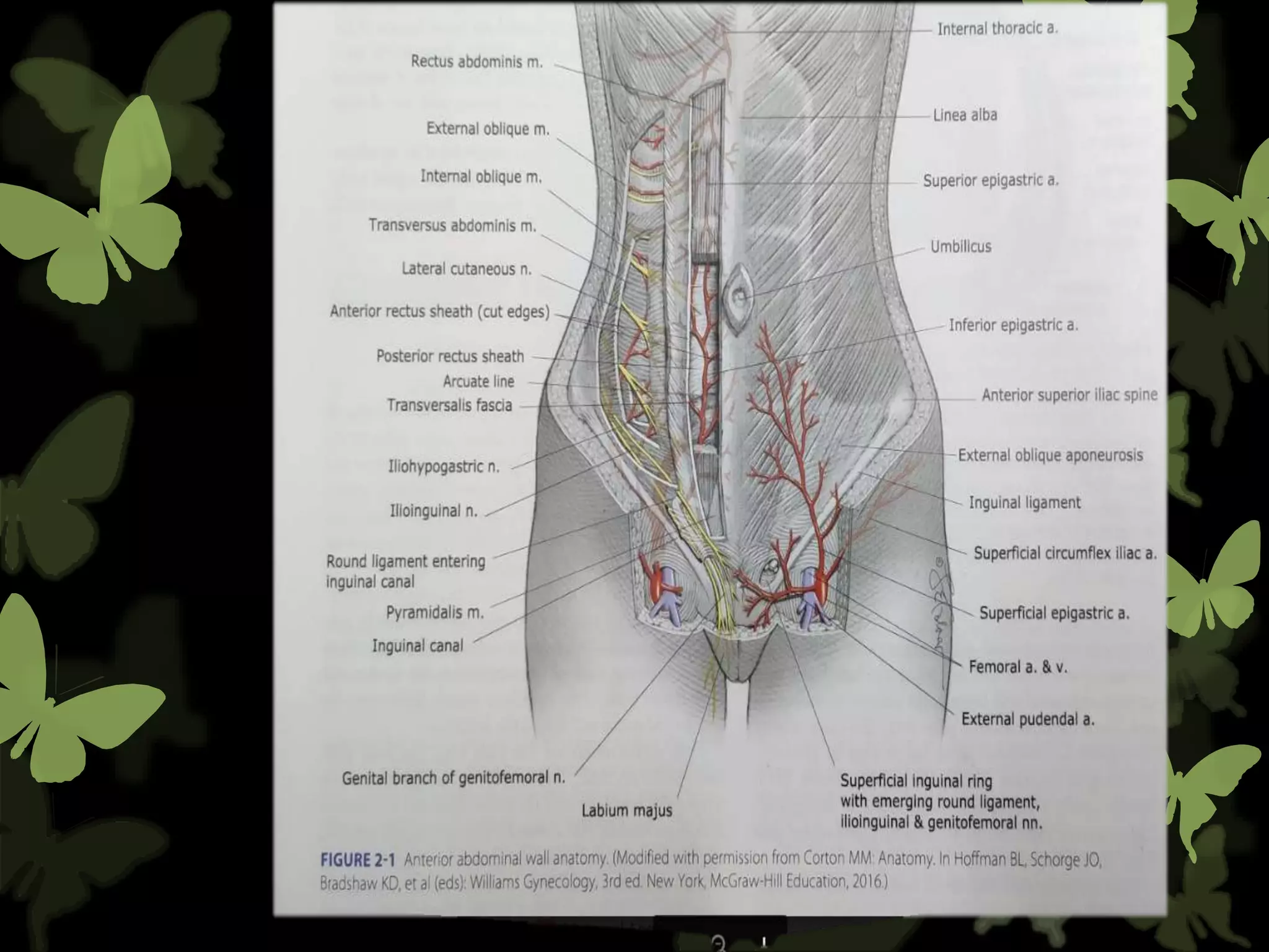 Maternal Anatomy by _ Dr. tejaswini [Autosaved].pptx