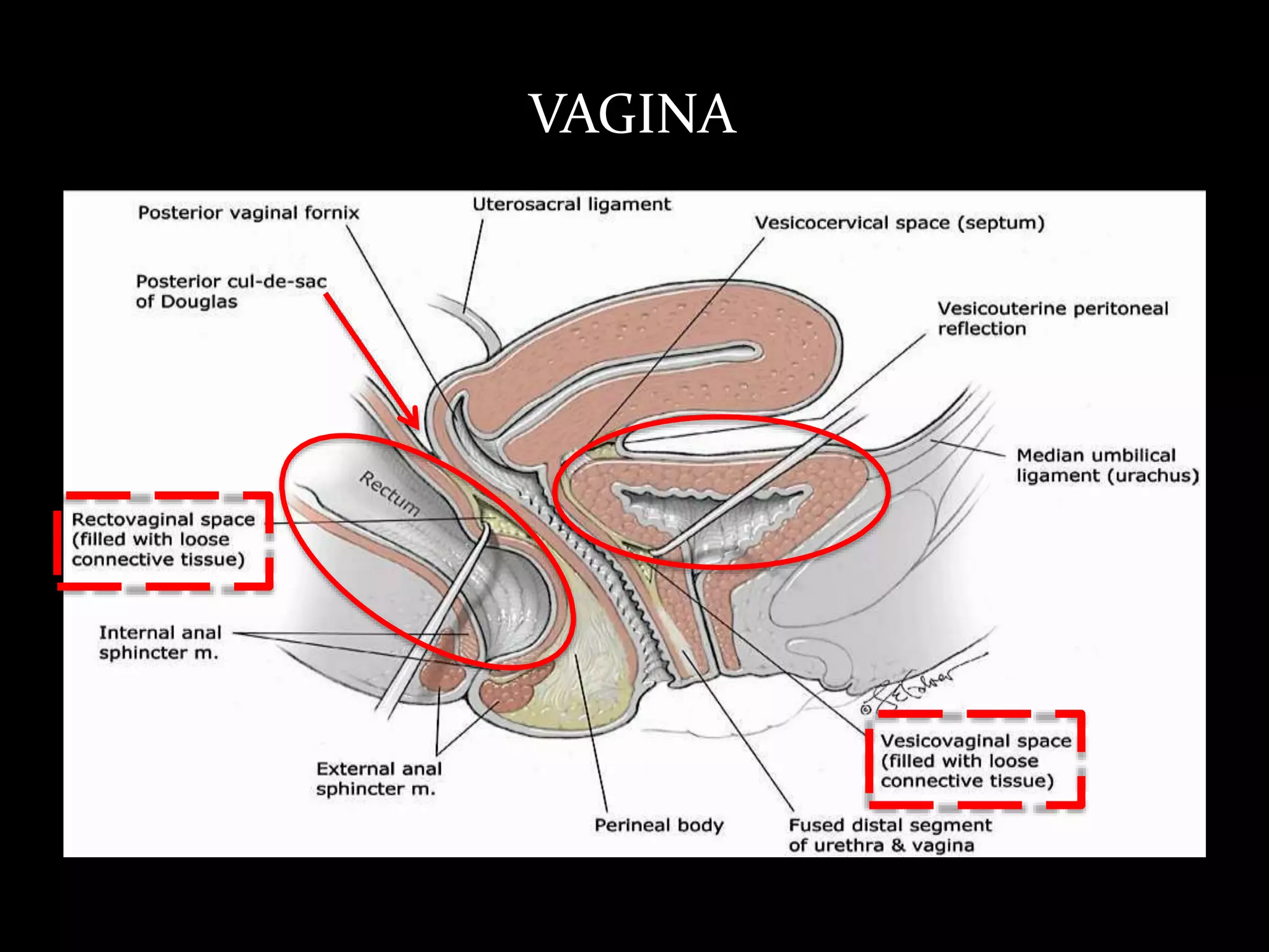 Maternal Anatomy by _ Dr. tejaswini [Autosaved].pptx