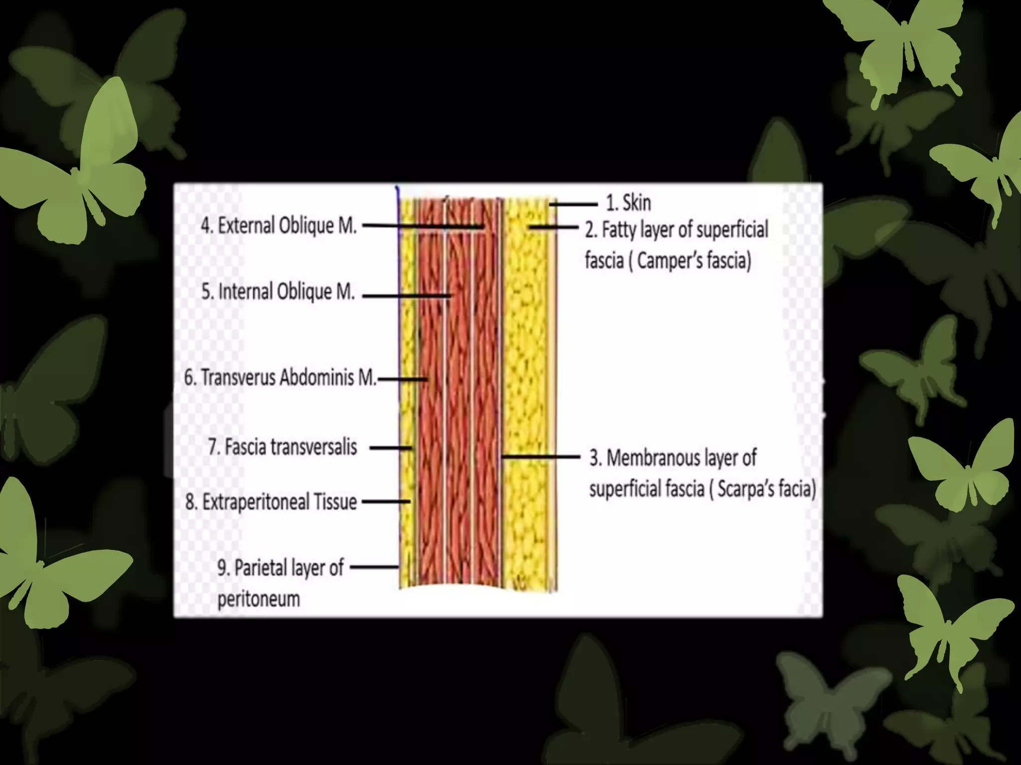 Maternal Anatomy by _ Dr. tejaswini [Autosaved].pptx