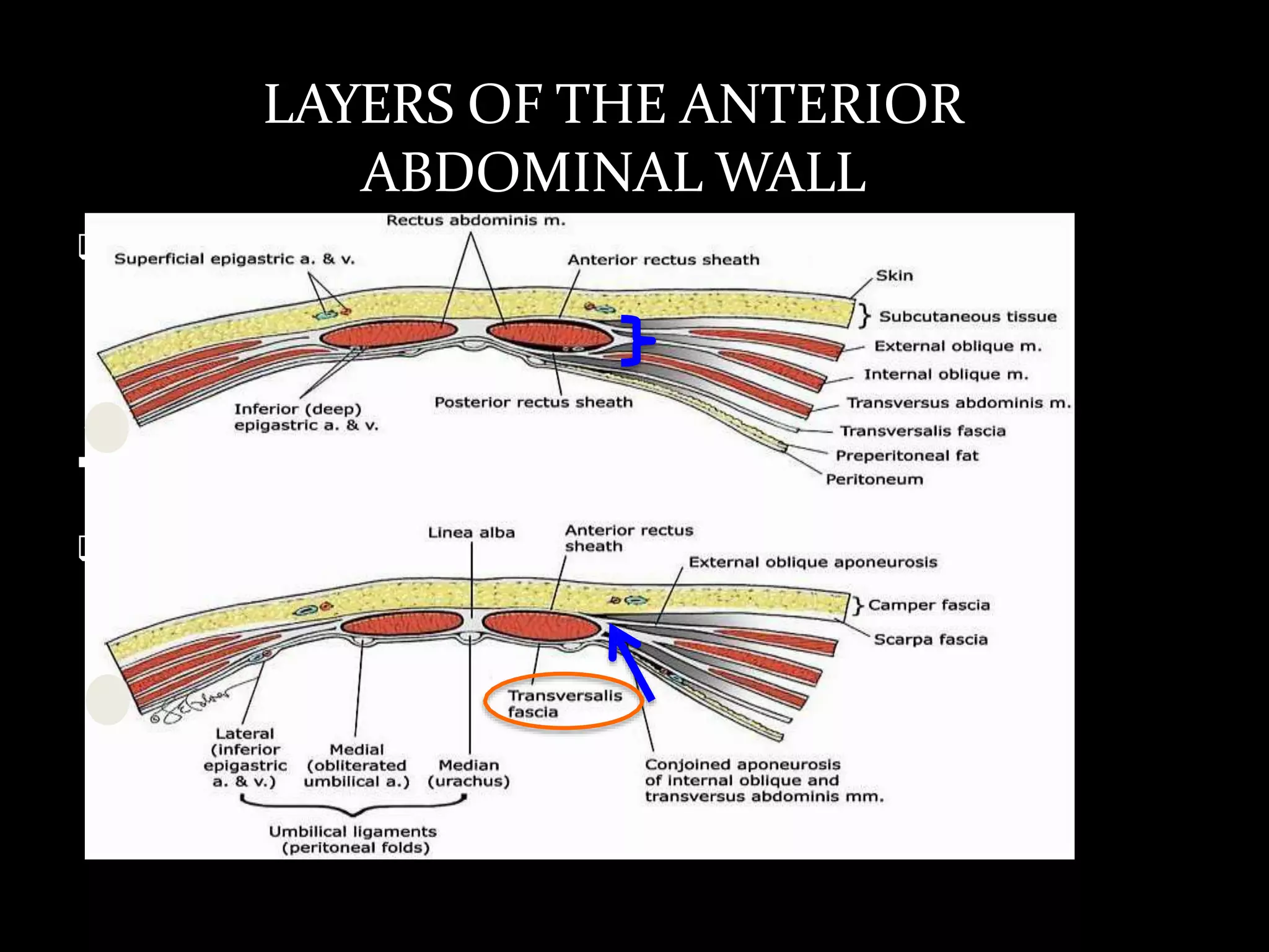 Maternal Anatomy by _ Dr. tejaswini [Autosaved].pptx