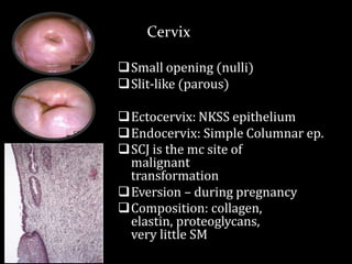 Maternal Anatomy by _ Dr. tejaswini [Autosaved].pptx