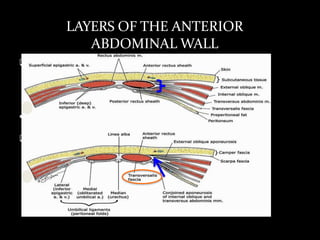 Maternal Anatomy by _ Dr. tejaswini [Autosaved].pptx