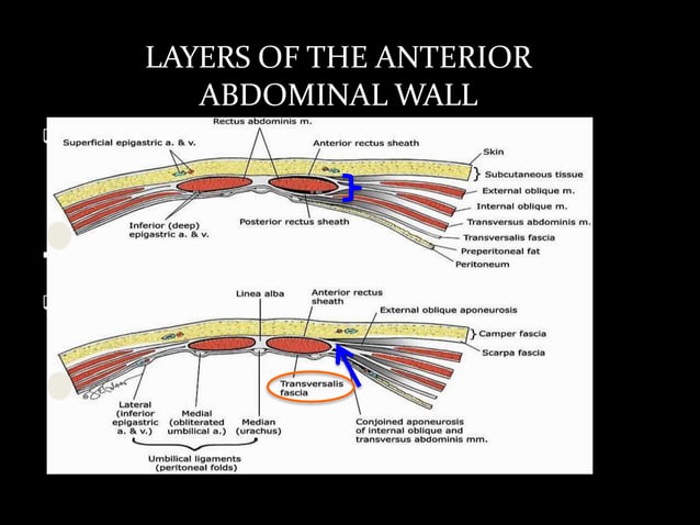 Maternal Anatomy by _ Dr. tejaswini [Autosaved].pptx