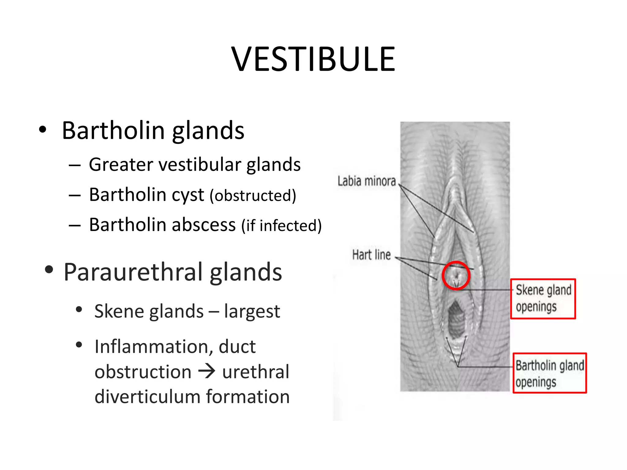 Maternal anatomy shi | PPTX