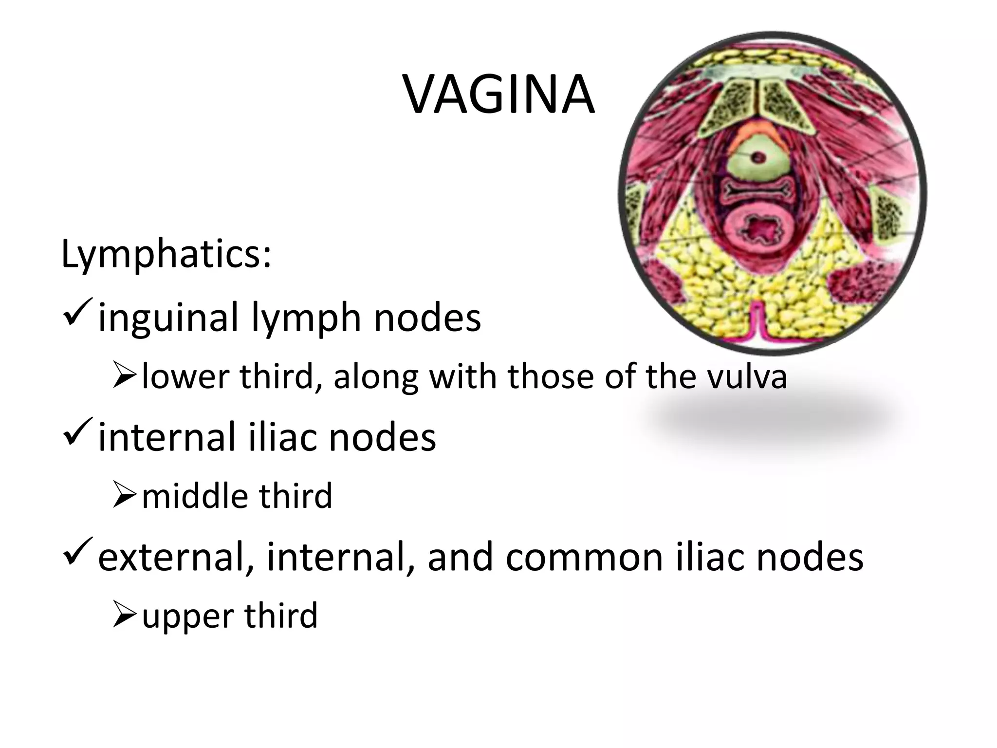 Maternal anatomy shi | PPTX
