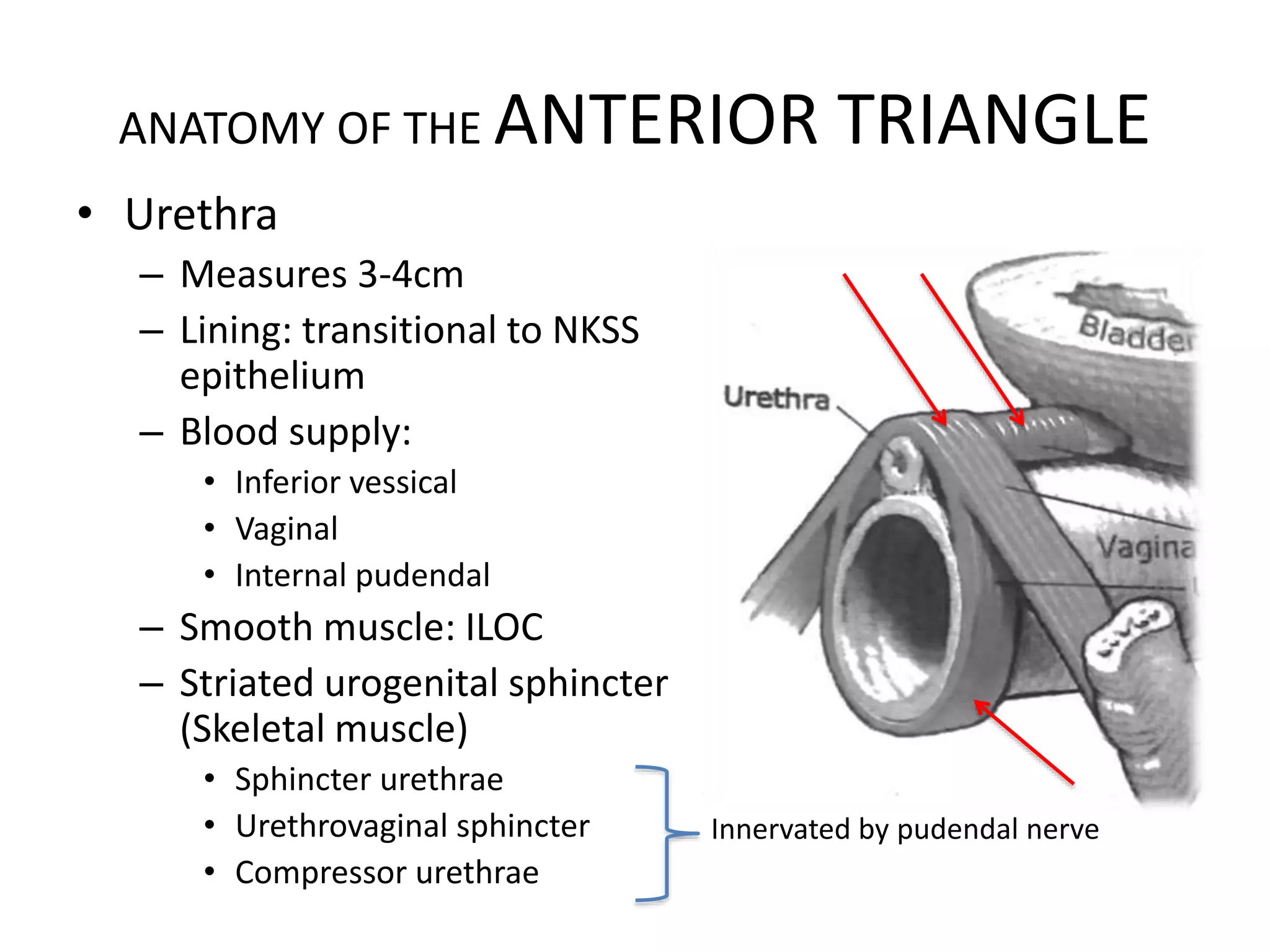Maternal anatomy shi | PPTX