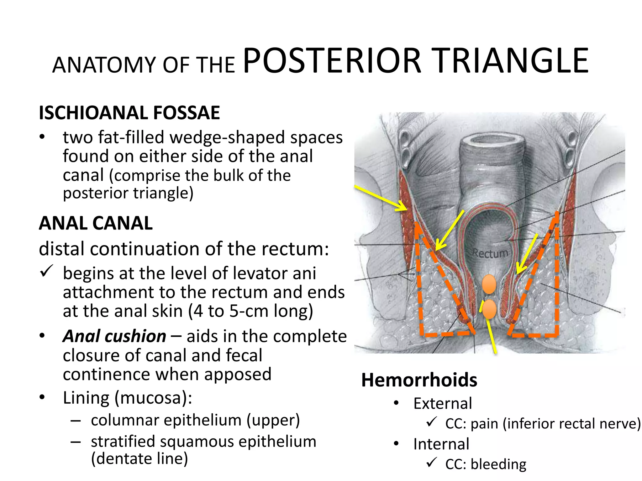 Maternal anatomy shi | PPTX