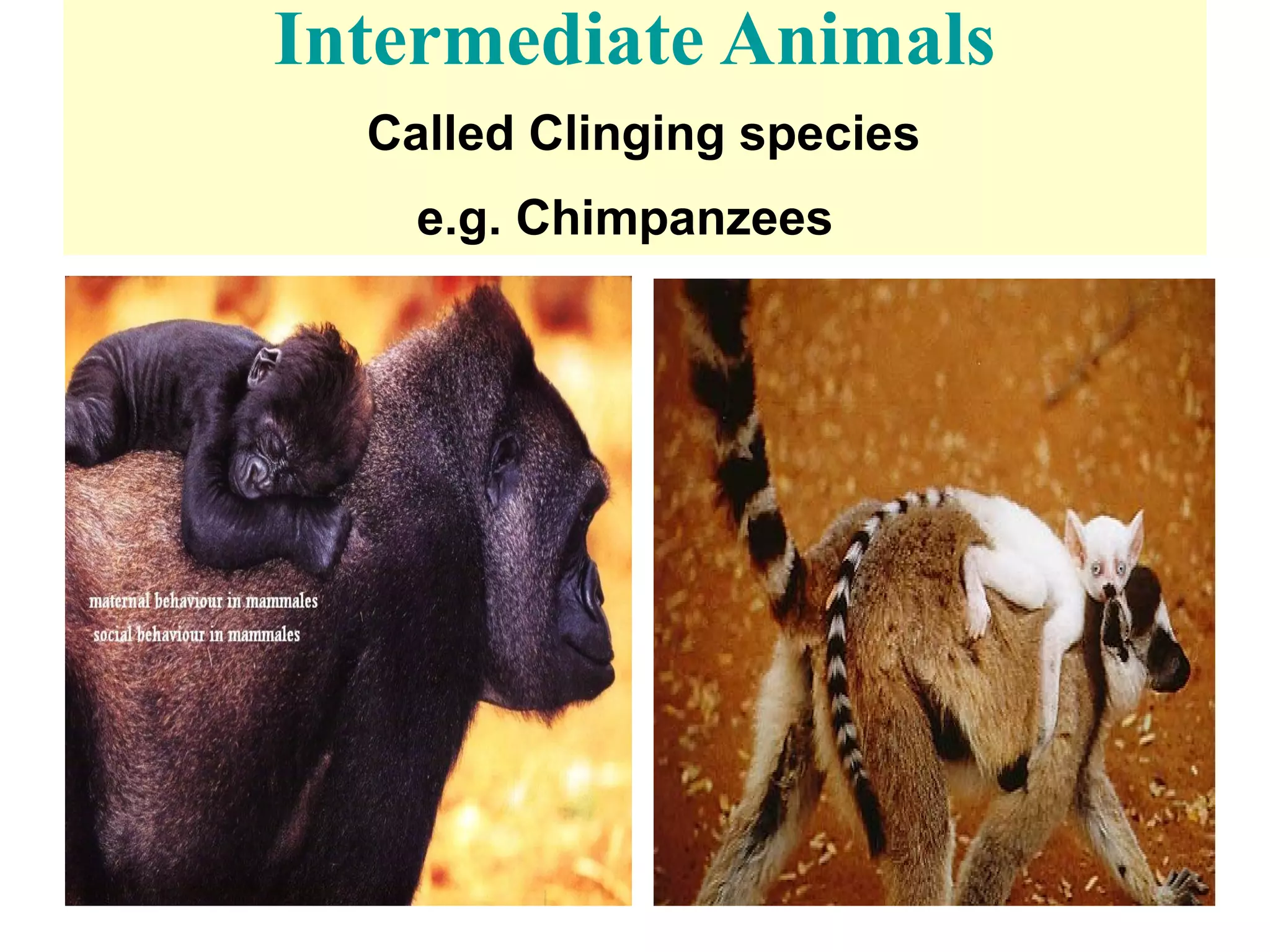 Reproductive behaviour 2-Maternal behaviour in animals | PPT