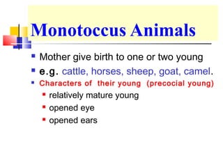 Reproductive behaviour 2-Maternal behaviour in animals | PPT