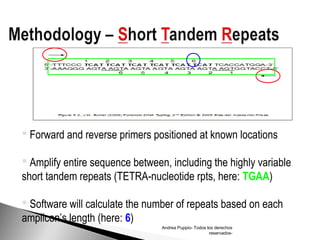 Maternal cell contamination (mcc) testing 2014 ecuador_draft | POT