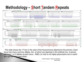 Maternal cell contamination (mcc) testing 2014 ecuador_draft | POT