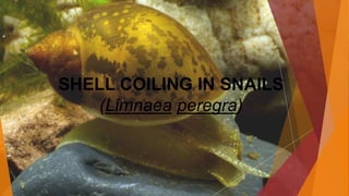 Maternal effects | PPTX