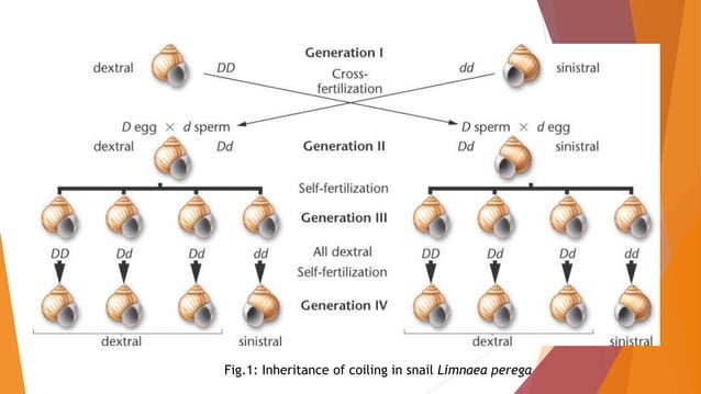Maternal effects | PPTX