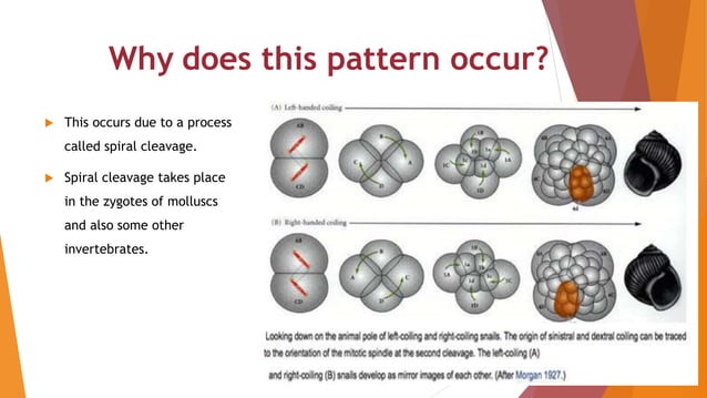 Maternal effects | PPTX