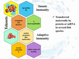 Maternal immunity in fishes | PPTX