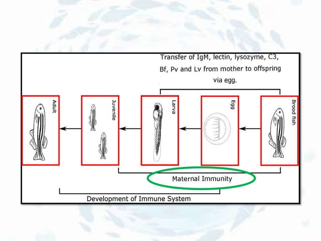 Maternal immunity in fishes | PPTX | Genetics | Science
