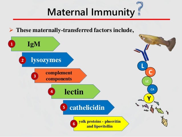 Maternal immunity in fishes