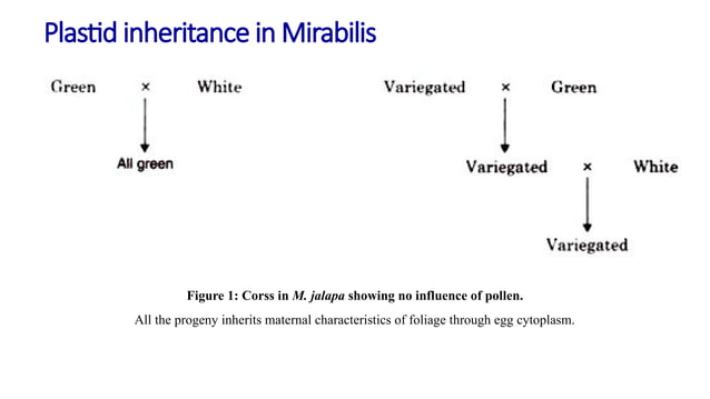 Cell Biology and genetics- Maternal Inheritance Class | PPTX